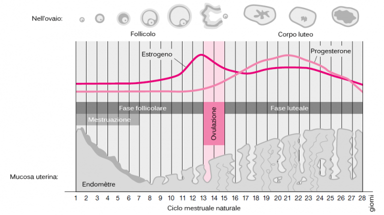 Ciclo mestruale: fasi ed alterazioni | GATJC Fertility Center